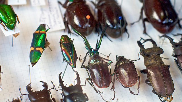 Writing a Simple Web Spider Using Command Line Tools in Linux | William ...